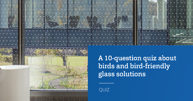 Bird-window collisions: take the quiz | Guardian Glass